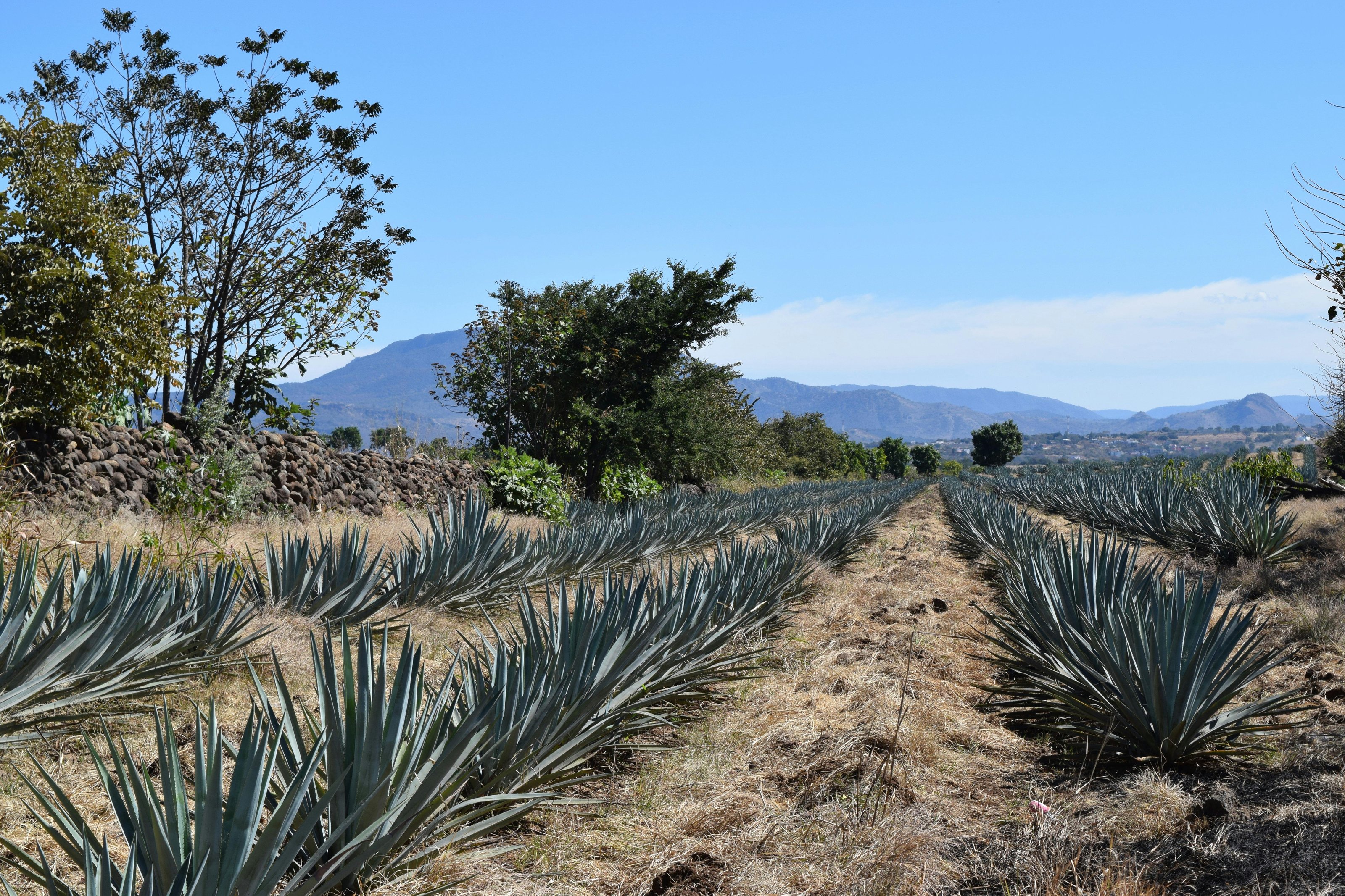 Everything You Need To Know About Agave Spirits